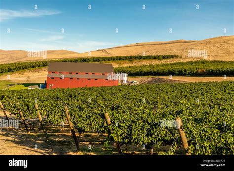 Usa Washington State Yakima Valley Owen Roe Winery And Vineyard In