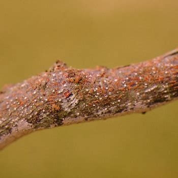 Treating Tree Diseases In South East Queensland