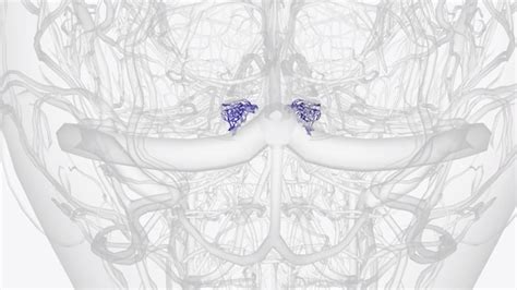 Premium Photo The Cavernous Sinus Is One Of The Dural Venous Sinuses Of The Head