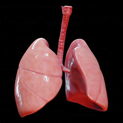 Realistic Human Lungs Download Free 3d Model By Neshallads 54 Off