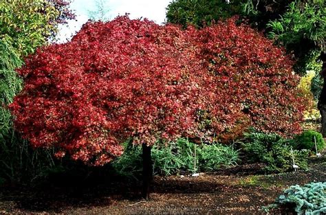 Buy Acer Palmatum Beni Hime Japanese Maple — Mr Maple │ Buy Japanese