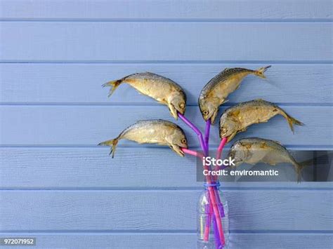 5 신선한 찐 플라스틱 빨 대와 플라스틱 병에서 죽은 인도 고등어 식 수 있습니다 쓰레기에 대한 스톡 사진 및 기타 이미지 쓰레기 추상적인 환경 오염 Istock