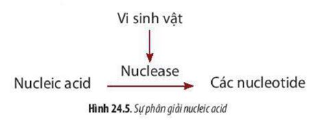 Lý thuyết phân giải lipid và nucleic acid sinh