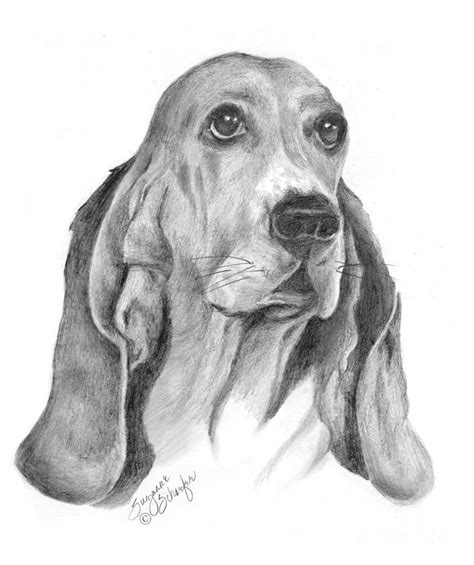 Basset Hound Drawing At Explore Collection Of