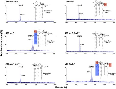 Mass Spectrometry Of Lpxe Lpxf And Lpxef Mutants In Strain J99 Lipid