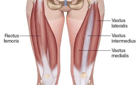 Quadriceps Femoris Rectus Femoris Anatomy Muscle Attachments Detail