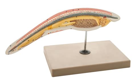 Practicum 4 Lancelet Structure Diagram Quizlet