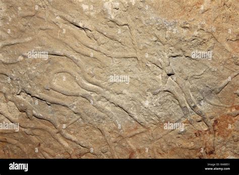 Trace Fossils Burrows