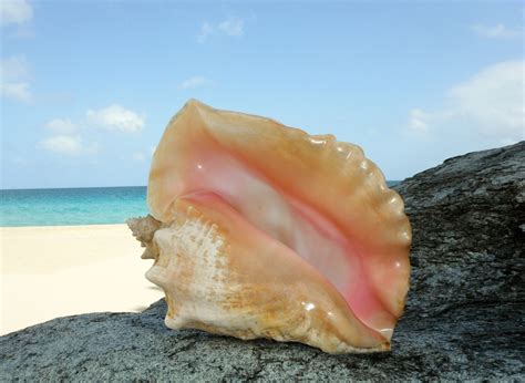 L Queen Conch Shell Large W No Slit Etsy