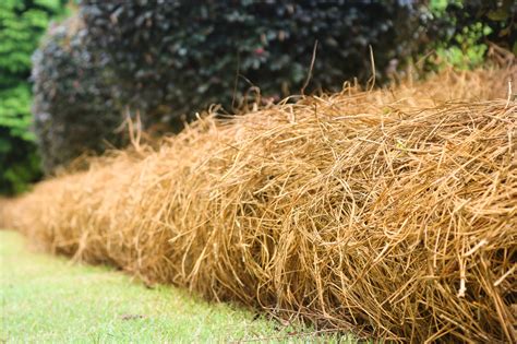 Understanding Bale Vs Roll Of Pine Straw A Comprehensive Guide