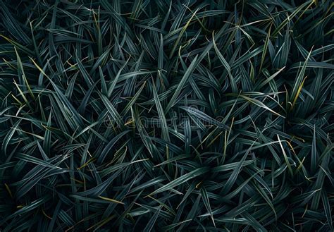 Dark Green Grass Texture Top View Photography Stock Illustration Illustration Of Outdoor Lawn