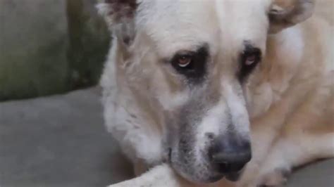 ძაღლი ქართული დუმა Youtube