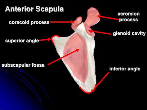 Appendicular Skeleton Pectoral Girdle And Upper Limb Ppt Download