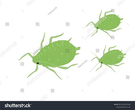 2 Milkweed Aphids Stock Vectors And Vector Art Shutterstock