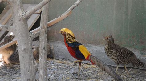 იშვიათი და გადაშენების პირას მყოფი ფრინველების მეურნეობა ლაგოდეხში ფოტოები Knews Ge