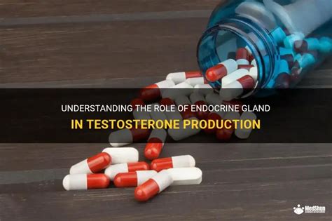 Understanding The Role Of Endocrine Gland In Testosterone Production Medshun