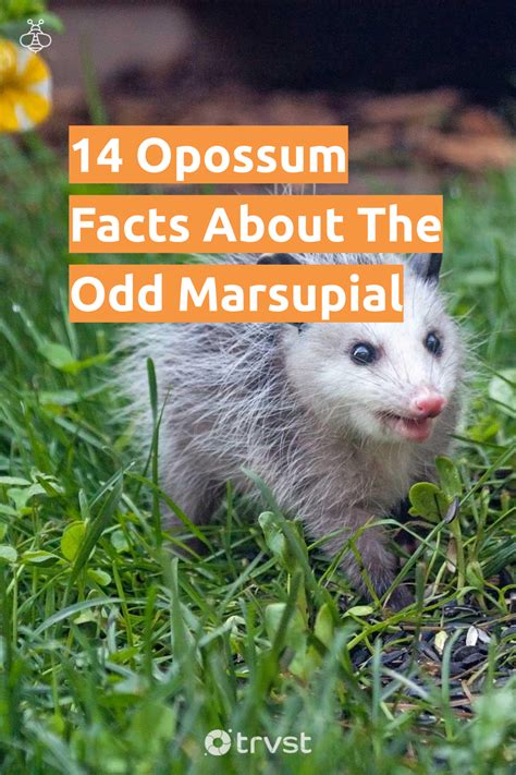 Possum Facts Artofit