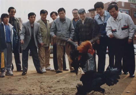 수탉 Rooster 상세정보 씨네21