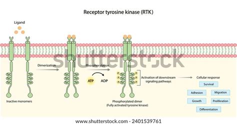 Protein Tyrosine Kinase Over 211 Royalty Free Licensable Stock