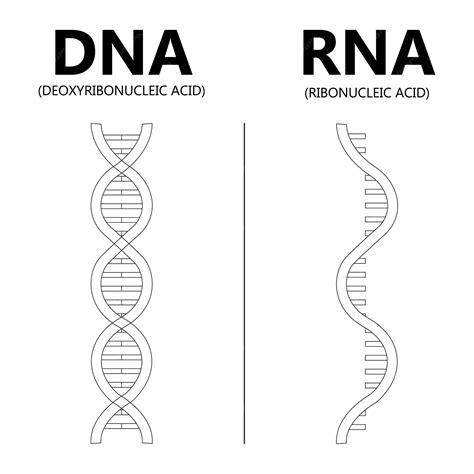 Premium Vector Dna Vs Rna Vector Illustration Educational Genetic