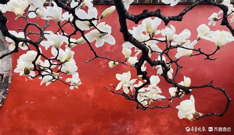 壹图集泰山普照寺玉兰花开怎一个美字了得 齐鲁 应用 市场