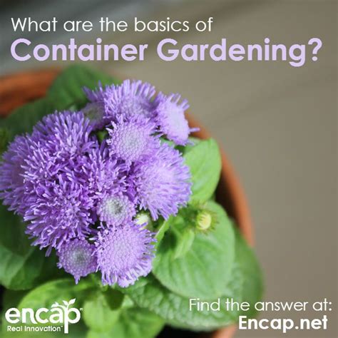 Container Gardening Basics Tips And Tricks
