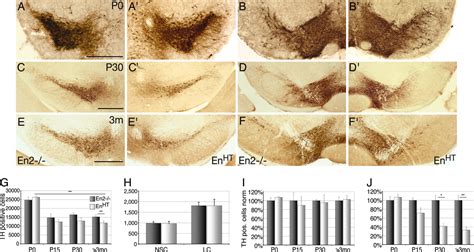 Substantia Nigra Mouse