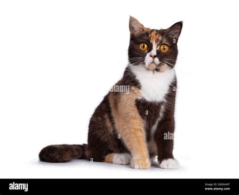 Chocolate Tortoiseshell Cat At Stanley Urbina Blog