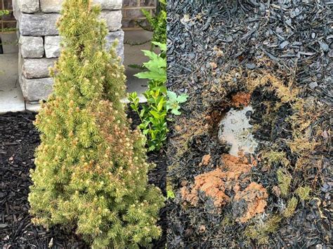 6 Reasons Why Dwarf Alberta Spruce Turns Brown World Of Garden Plants