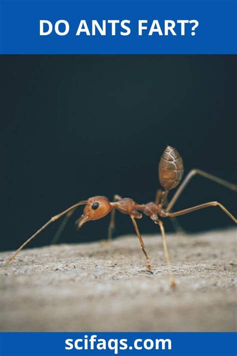 Do Ants Fart Scifaqs