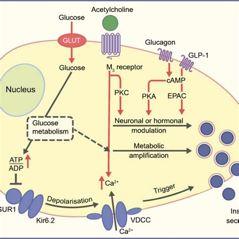 Schematic Representation Of The Post Translational Processing Of
