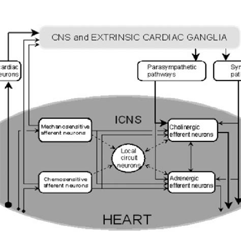 Conceptual Scheme Of The Intrinsic Cardiac Nervous System Icns