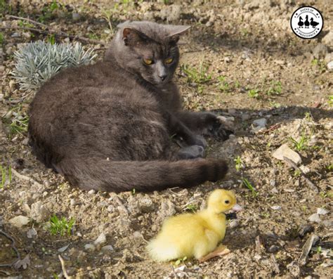 How To Conduct A Duck Health Check A Comprehensive Guide