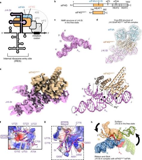 Creative Biostructure On Linkedin Dynamically Regulated Two Site Interaction Of Viral Rna To