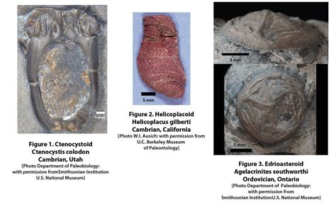 Fossil Record Of Echinoderms Assembling The Echinoderm Tree Of Life