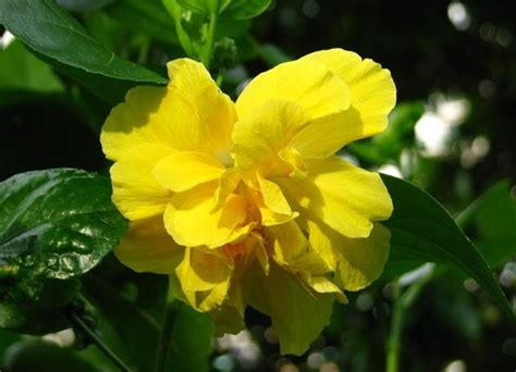 認識身邊的植物扶桑 每日頭條