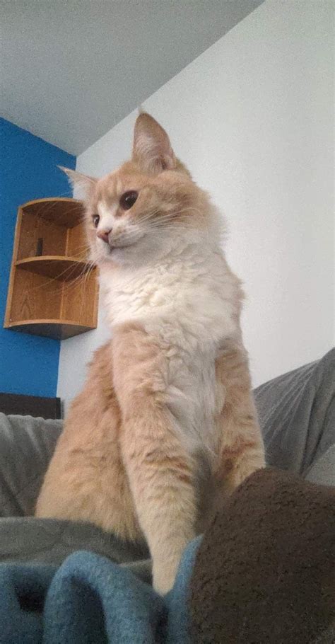 Ashta Is Cream In Arabic Eshta Is Egyptian Slang Derived From It