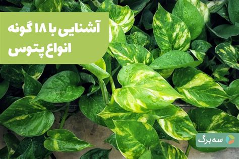 آشنایی با ۱۸ گونه انواع پتوس گیاهان آپارتمانی سه برگ