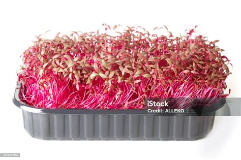 유기농 아마란스 마이크로그린 빨간색 석류석 또는 흰색 배경에 분리된 중국 시금치 가로 비름과 석죽목에 대한 스톡 사진 및 기타 이미지 비름과 석죽목 새싹채소 0명
