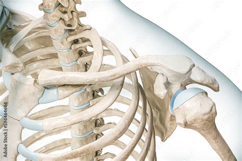 Clavicle Bone Or Collarbone Close Up With Body 3d Rendering
