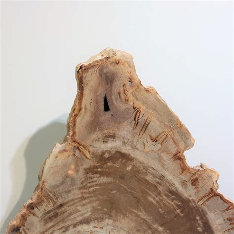 Fossil Tree Slice Sculpture Fossil Tree Items Collection Drift Treasure