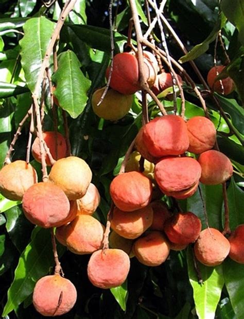 Учени в Австралия със сензационни разкрития за лечението на рака Български Фермер