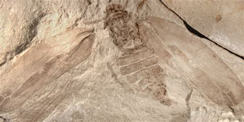 Jurassic Sex Set In Stone