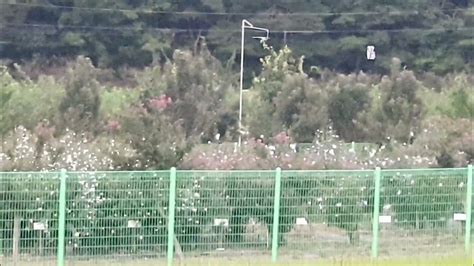 날아다니는 조류퇴치기 유해조수 퇴치기 Youtube