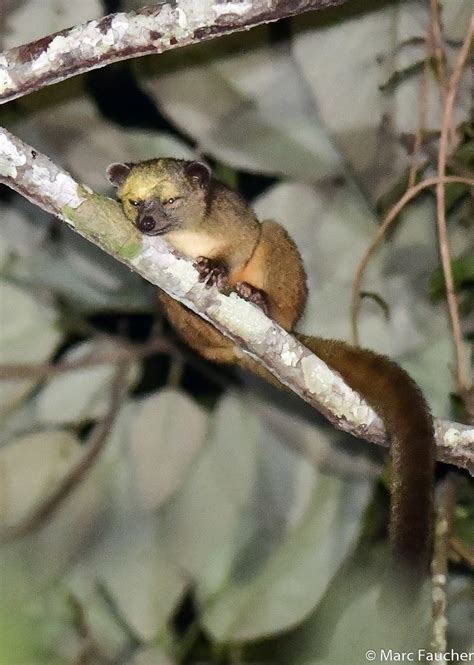 Bassaricyon alleni (Герпетология Бразилии) · iNaturalist