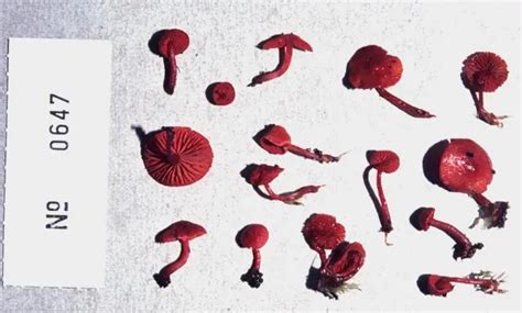Dermocybe Vinicolor E Horak Record Digitalnz