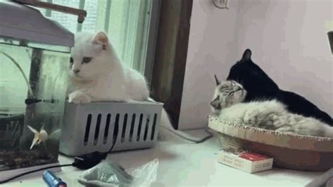 третий лишний котэ прикольные картинки с кошками гиф анимация гифки ПРИКОЛЬНЫЕ 