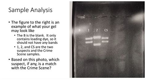 Solved Compare The Evidence Dna With The Dna From The Two