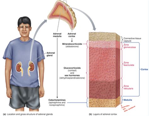 Endocrine System Pt 3 Flashcards Quizlet