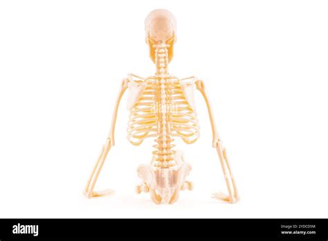 Detailed Human Skeleton Model Displaying Anatomical Structure Ideal For Educational Purposes